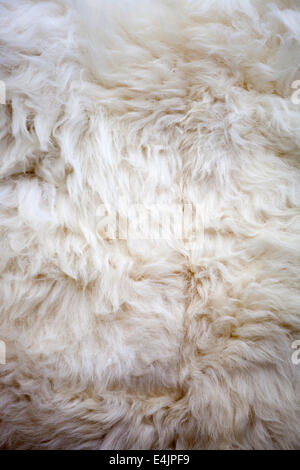 Woolly sheep fleece texture - furry background pattern Stock Photo - Alamy
