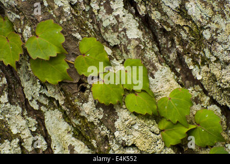 Garden with small trees growing up Stock Photo - Alamy