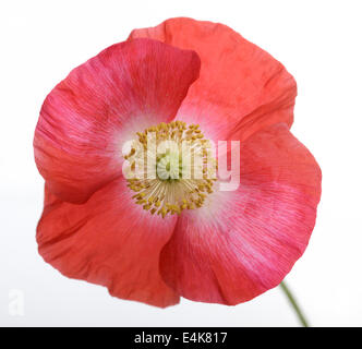 a poppy flower Stock Photo - Alamy