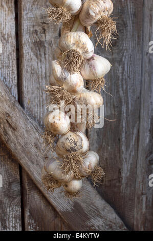Garlic on rustic rough wooden background. Close-up, shallow depth of ...