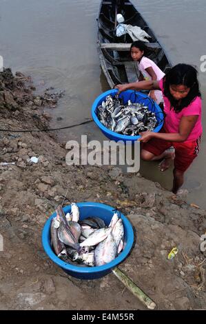 Bagre fish - Amazon river in PANGUANA . Department of Loreto .PERU ...