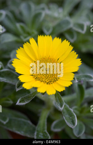 Asteriscus maritimus flower Stock Photo - Alamy