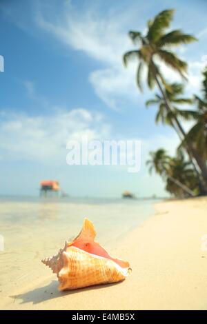 Beach scene of conch shells in Ambergris Caye, Belize, in the Caribbean ...