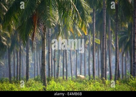 Palm oil plantation in Indonesia, palm trees Stock Photo - Alamy