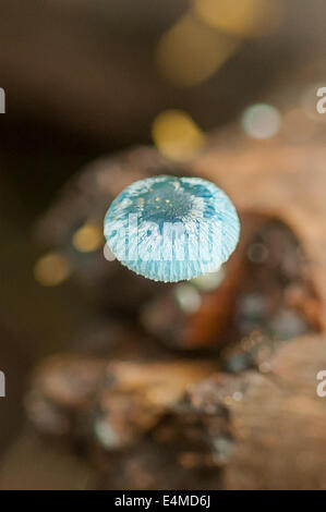 Mycena Interrupta, Pixie's Parasol at Sherbrooke Forest, Monbulk ...
