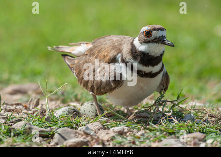 Killdeer bird sitting on nest with young Stock Photo - Alamy
