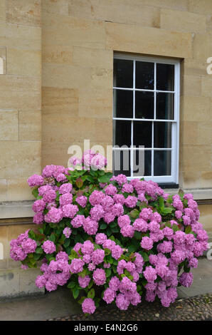 typical old house and hydrangea flower in Brittany, France Stock Photo ...