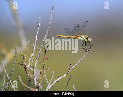 A big yellow dragonfly in the wild Stock Photo - Alamy