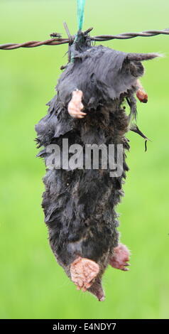 Dead moles hanging from a barbed wire fence in rural England Stock ...