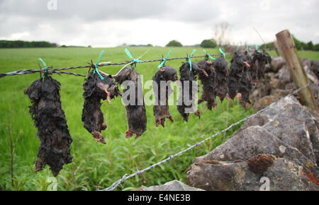 Dead moles hang from a barbed wire on the edge of a field in a manner ...