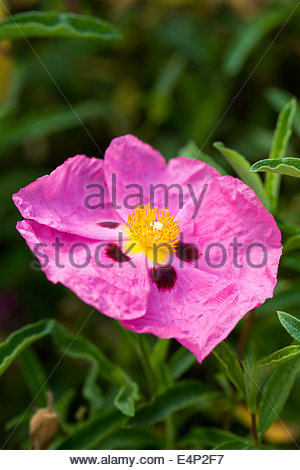 Cistus x purpureus. Purple-flowered rock rose in an english garden in ...