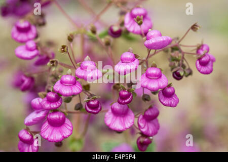 A close up of the flowers of a Calceolaria purpurea Stock Photo - Alamy