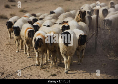 Rajasthan, Rajasthan of India. 15th July, 2014. A worker shaves the ...
