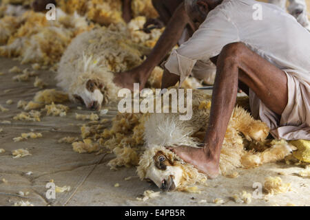 Rajasthan, Rajasthan of India. 15th July, 2014. A worker shaves the ...