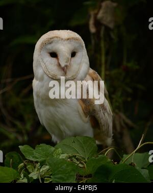 Barn owl in a tree Stock Photo - Alamy