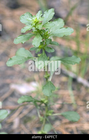 tumble pigweed, white pigweed, prostrate pigweed, tumbleweed ...