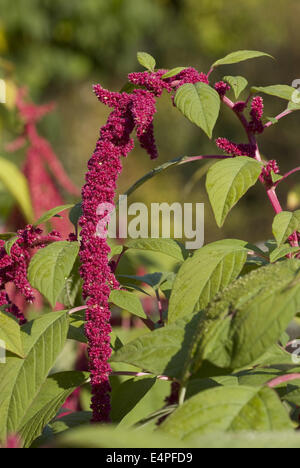 Love lies bleeding (Amaranthus caudatus 'Tower Red' Stock Photo - Alamy
