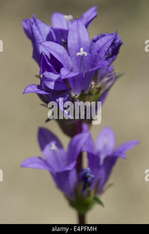 Clustered Bellflower Campanula glomerata Blue Flowers Summer Garden ...
