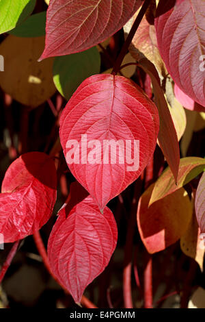 Autumn foliage of Cornus alba Sibirica, deciduous shrub in an Irish ...