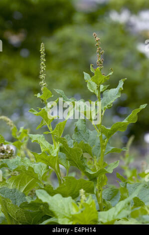 Good King Henry (chenopodium bonus-henricus) - William Catto Stock ...