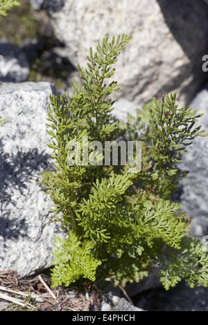 Parsley Fern (Cryptogramma crispa) in the Scottish Highlands Stock ...