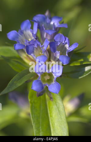 Cross Gentian (Gentiana cruciata Stock Photo - Alamy
