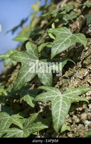 Hedera helix leaves (Common Ivy, English Ivy, European Ivy) growing up ...