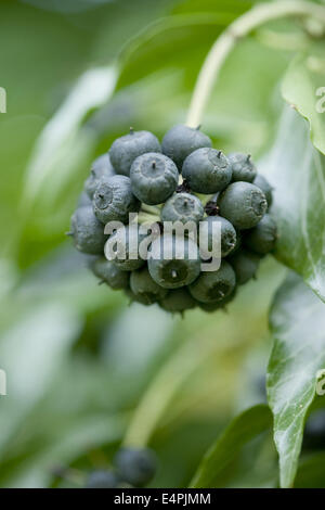 English Ivy fruits (Hedera helix), Araliaceae Stock Photo - Alamy