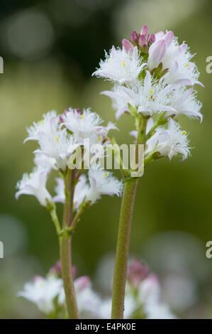 bogbean, buckbean (Menyanthes trifoliata), blooming, Sweden Stock Photo ...