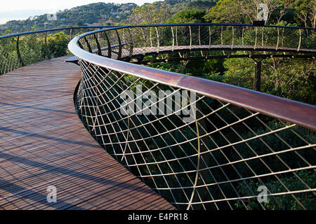 Kirstenbosch Centenary Tree Canopy Walkway called the Boomslang (Tree ...