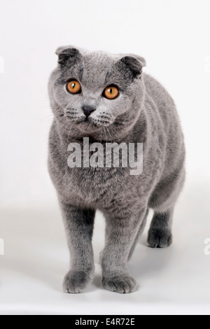Adult male Blue Scottish Fold cat with golden yellow eyes, standing ...