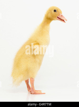 white duck side profile with yellow beak Stock Photo - Alamy