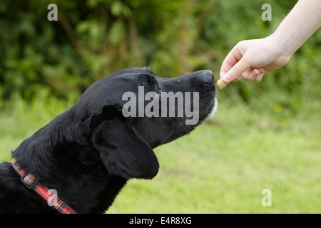 Owner giving Labrador treat Stock Photo - Alamy