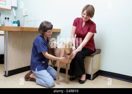 Lurcher being checked over by a vet Stock Photo - Alamy