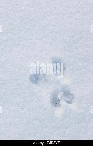 Red squirrel, Eurasian red squirrel, track in snow, Eichhörnchen, Spur ...
