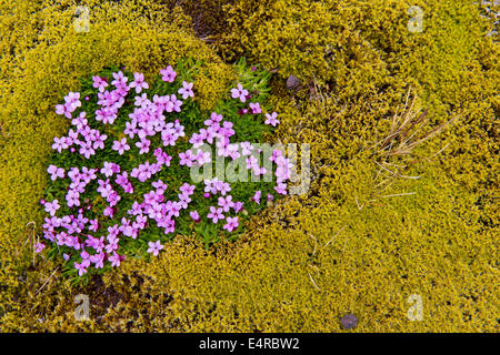 Iceland, scenic, Landschaft in Island Stock Photo - Alamy