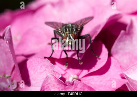 Anthomyiid Fly. Anthomyia procellaris (Anthomyidae Stock Photo - Alamy