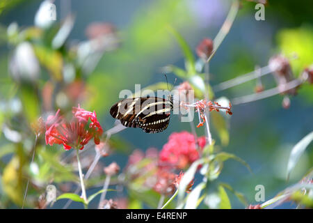 A Zebra Longwing butterfly perching on flower isolated in blurred ...