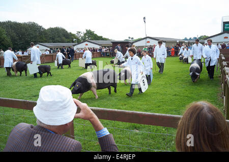 Spectators watching Showing prize pigs at The Great Yorkshire Show ...