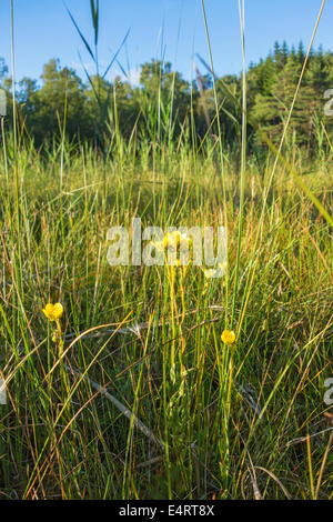 Marsh saxifrage on a summer meadow Stock Photo - Alamy
