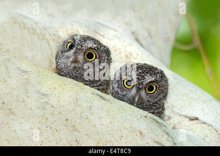 Whiskered Screech-Owl Megascops trichopsis Santa Catalina Mountains ...