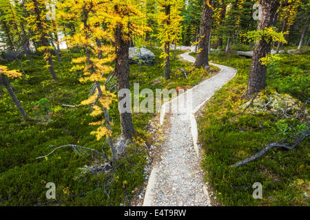 The Opabin Plateau trail above Lake O'hara, Yoho National Park, British ...