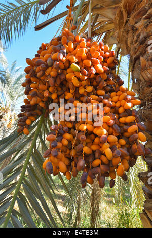 Egyptian date palm tree, Phoenix dactylifera, looking up with blue sky ...