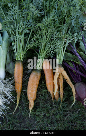 carrots leak Stock Photo - Alamy