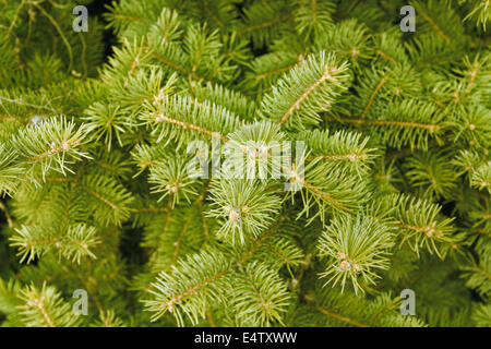 Needles of coniferous trees of a pine and fur-tree isolated on a white ...