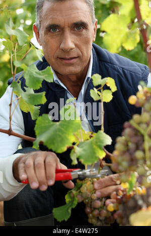 A middle age man harvesting grapes Stock Photo - Alamy