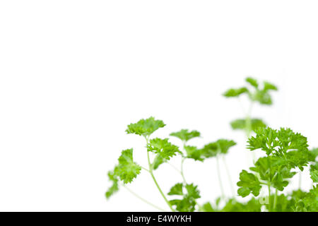 Many chervil sprigs Stock Photo - Alamy