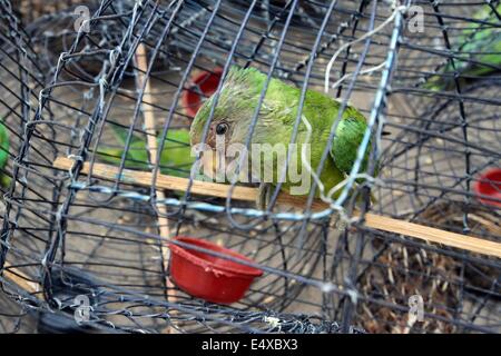 A mobile Vendors sell Wild bird “parrots” and others Wild birds in ...