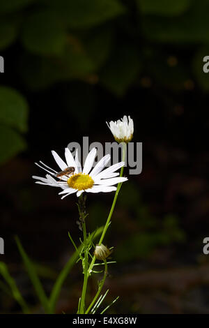 Episyrphus balteatus, Marmalade Hoverfly Stock Photo - Alamy