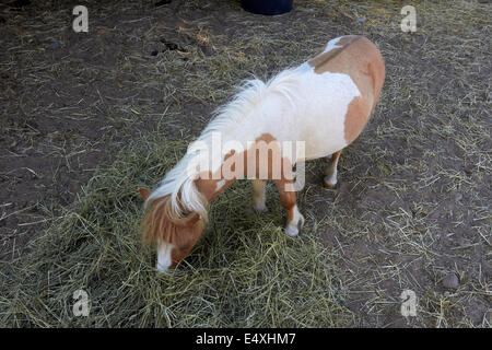 small pony eating hay Stock Photo - Alamy
